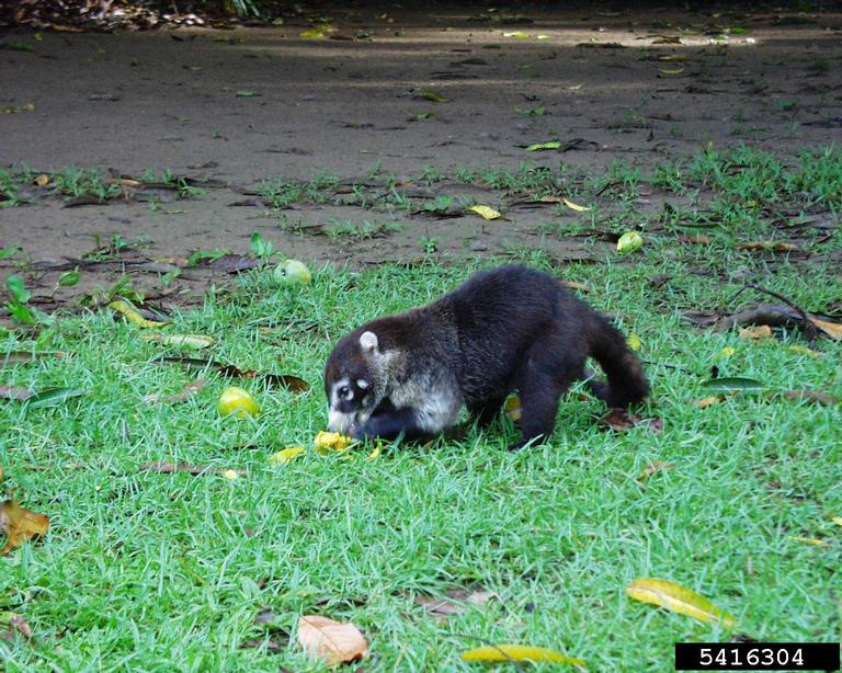 white-nosed Coati, Nasua narica (Carnivora: Procyonidae) - 5416304