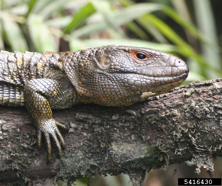 northern caiman lizard (Dracaena guianensis Daudin, 1802)