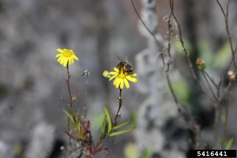 Madagascar ragwort (Senecio madagascariensis)