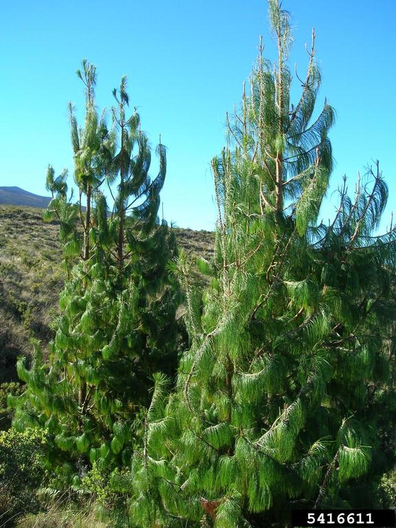 patula pine, Pinus patula (Pinales: Pinaceae) - 5416611