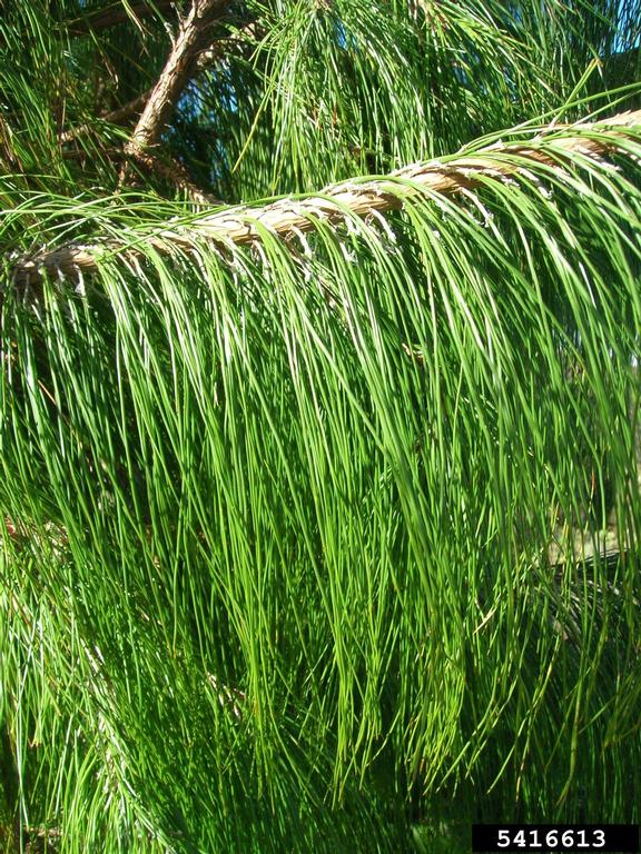 patula pine (Pinus patula Schiede & Schltdl. & Cham.)