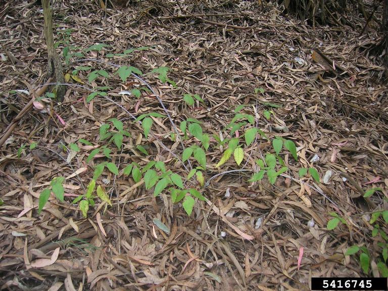 Andes berry (Rubus glaucus)