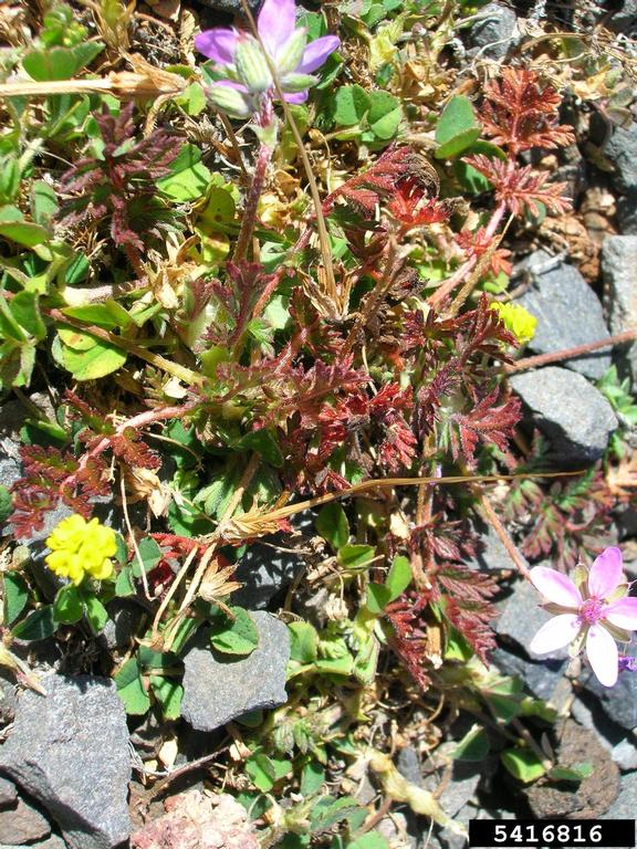 redstem filaree (Erodium cicutarium (L.) L'Hér. ex Ait.)