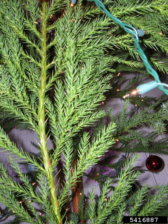 Japanese cedar (Cryptomeria japonica)