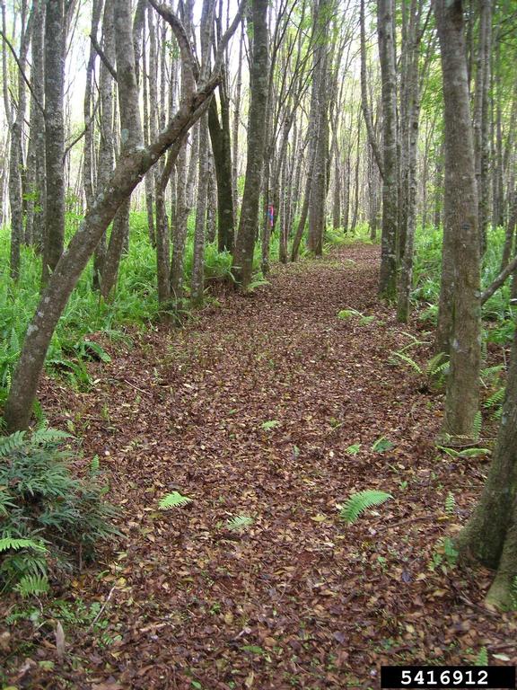 unpaved roads and trails