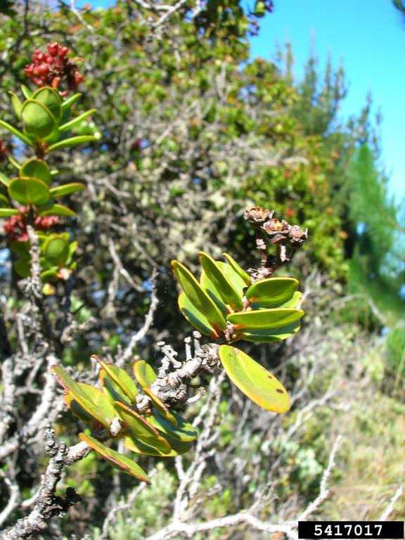 'ohi'a lehua (Metrosideros polymorpha Gaud.)