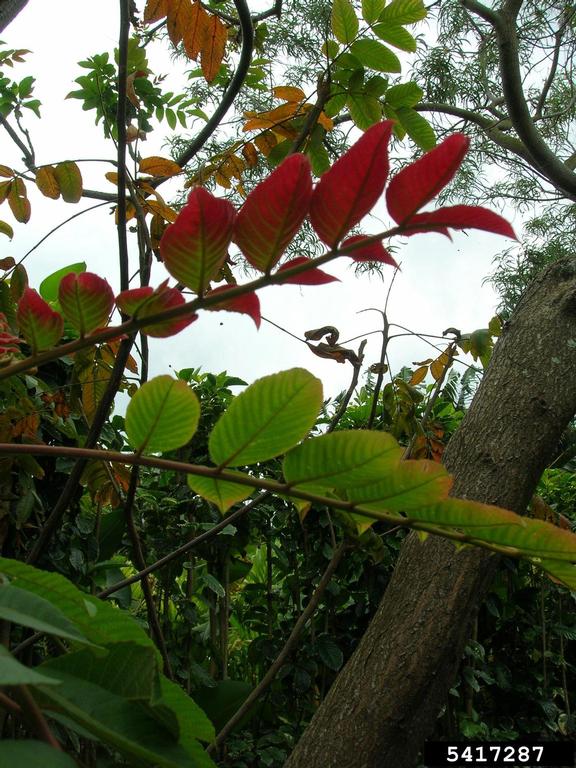 neneleau (Rhus sandwicensis A. Gray)