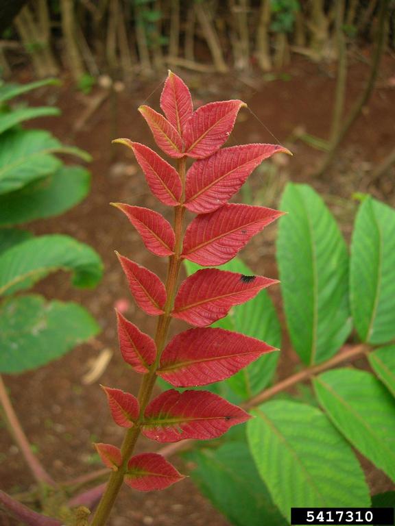neneleau (Rhus sandwicensis A. Gray)