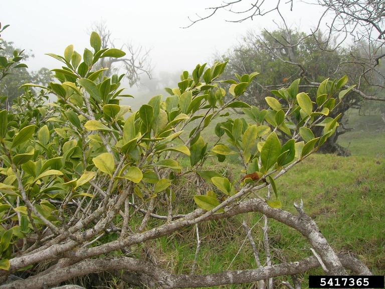 alahe'e (Psydrax odorata (G. Forst.) A.C. Sm. & S. Darwin)