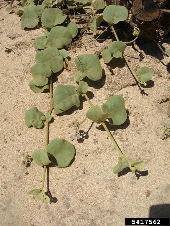 Nelson's horsenettle (Solanum nelsonii Dunal)
