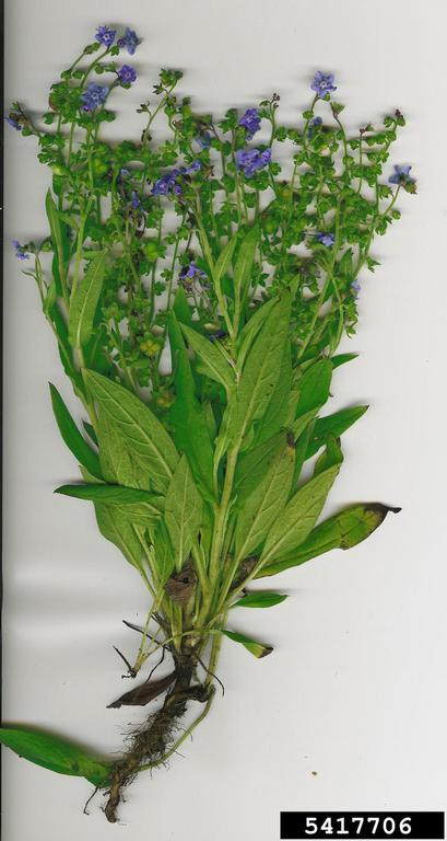 Chinese hound's tongue (Cynoglossum amabile Stapf & J.R. Drumm.)