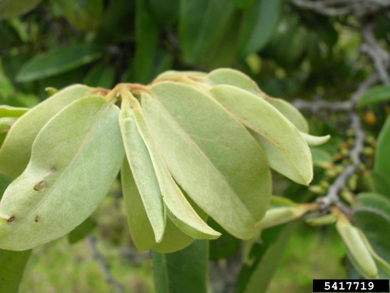 lama (Diospyros sandwicensis (A. DC.) Fosberg)