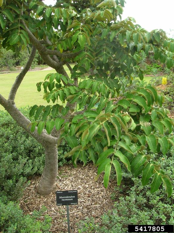 false 'ohe (Munroidendron racemosum)