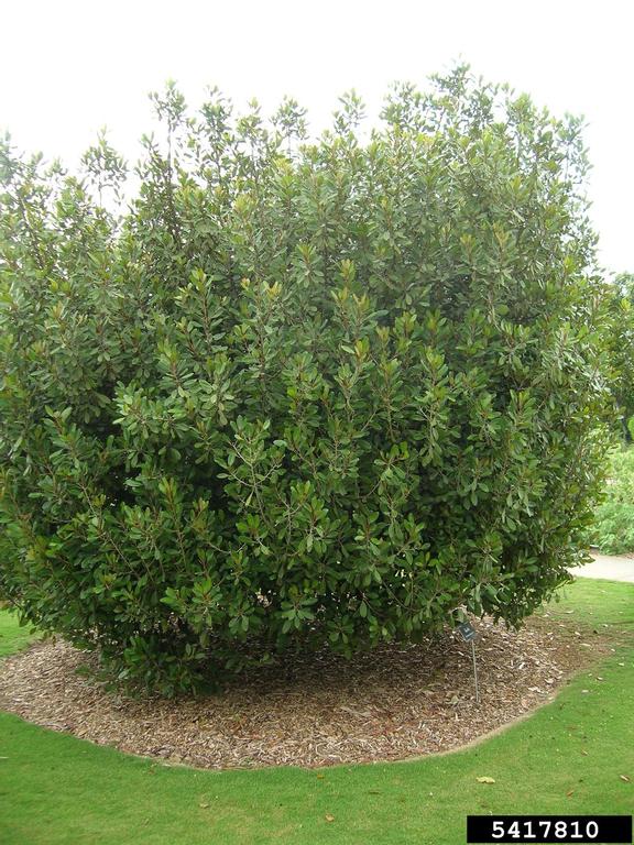 keahi (Nesoluma polynesicum)