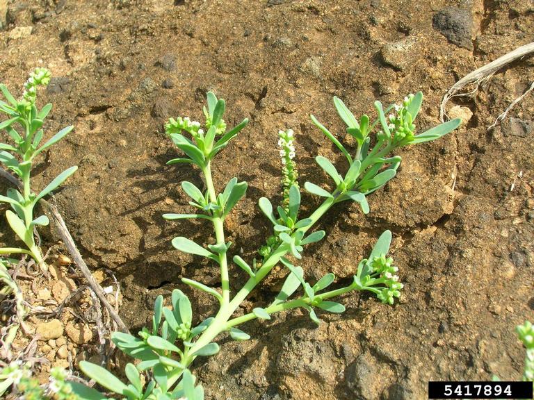 seaside heliotrope (Heliotropium curassavicum)