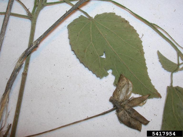 pelotazo (Abutilon incanum)