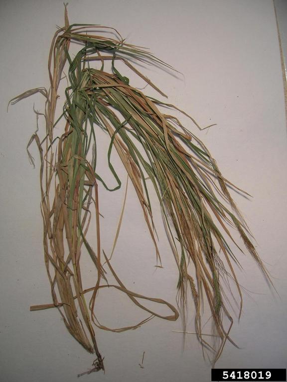 tanglehead, Heteropogon contortus (Cyperales: Poaceae) - 5418019