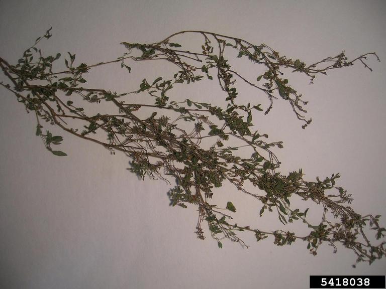 Australian saltbush, Atriplex semibaccata (Caryophyllales ...