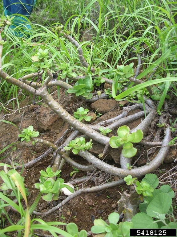 'ihi (Portulaca molokiniensis Hobdy) - 5418125