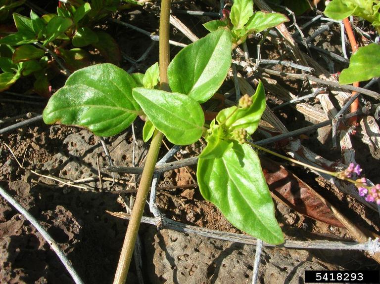 spiderling (Genus Boerhavia)
