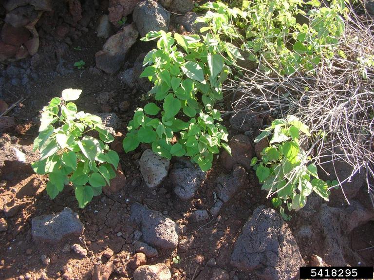 pelotazo (Abutilon incanum)