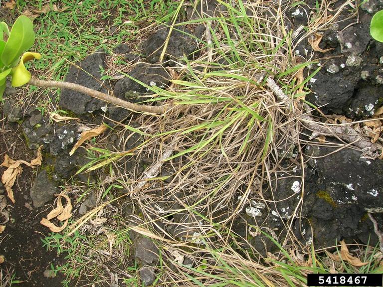 Hilo murainagrass (Ischaemum byrone (Trin.) Hitchc.)