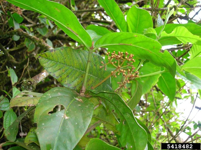 umbrella catchbirdtree (Pisonia umbellifera (J.R. Forst. & G. Forst ...