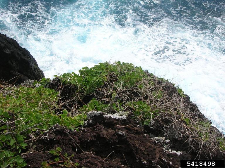native caper, Capparis sandwichiana (Capparales: Capparaceae) - 5418498