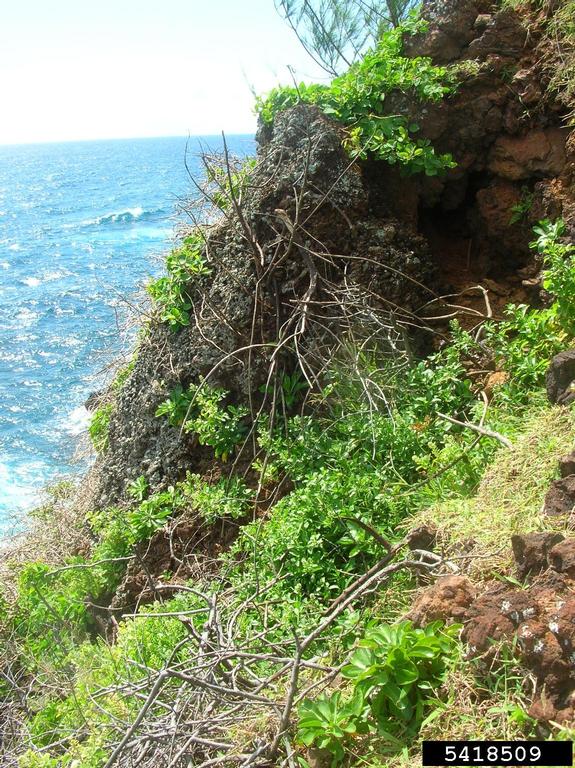 native caper, Capparis sandwichiana (Capparales: Capparaceae) - 5418509