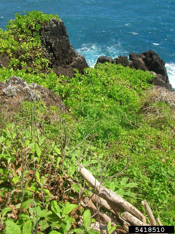 native caper (Capparis sandwichiana DC.)