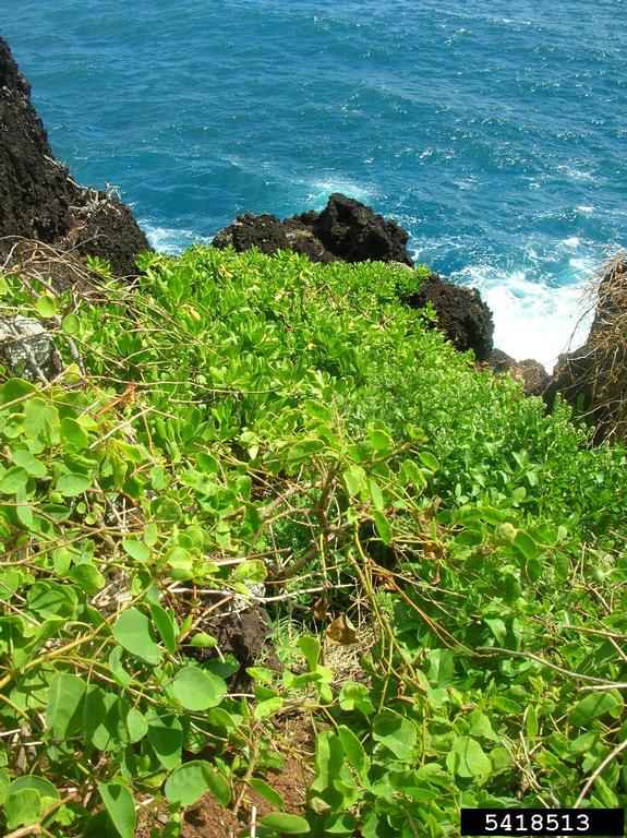 native caper (Capparis sandwichiana DC.)