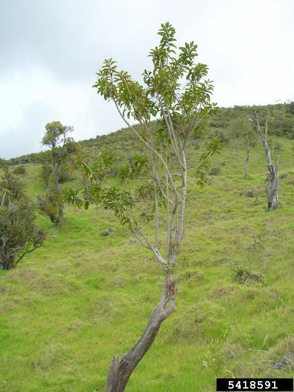 broadleaf papala (Charpentiera obovata)