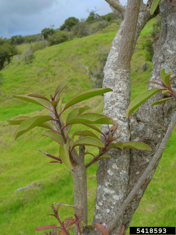 broadleaf papala (Charpentiera obovata)