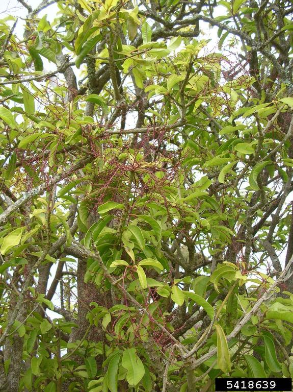 broadleaf papala (Charpentiera obovata)
