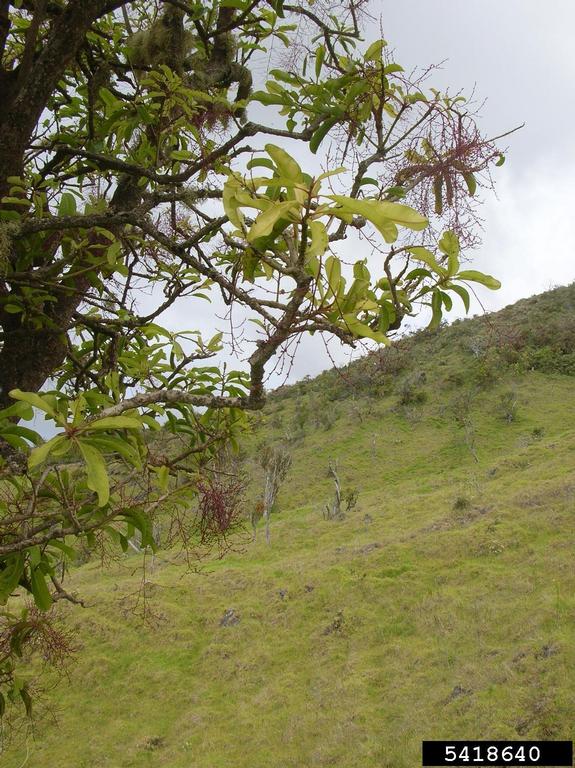 broadleaf papala (Charpentiera obovata)