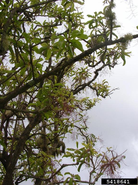 broadleaf papala (Charpentiera obovata)