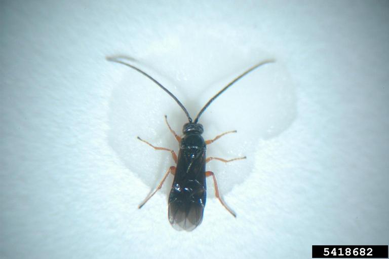 Braconid wasp (Microplitis croceipes)