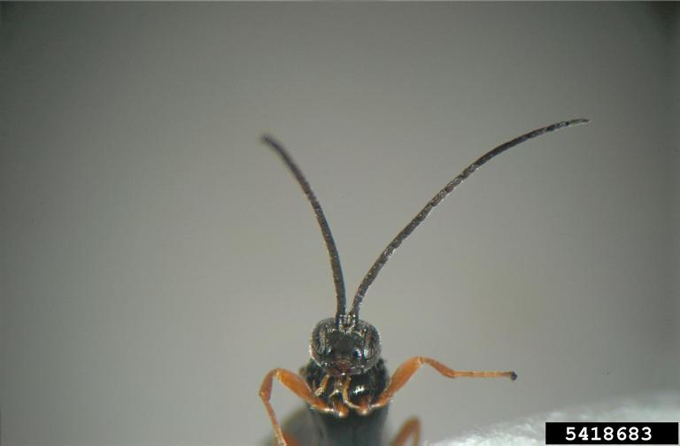Braconid wasp (Microplitis croceipes (Cresson))