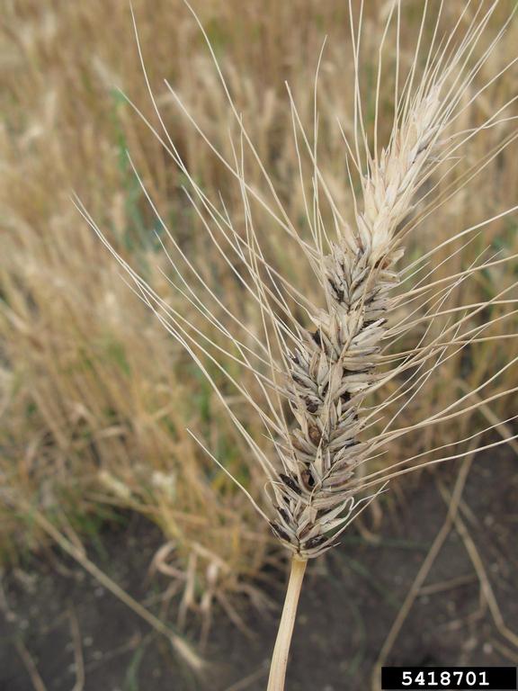 dwarf bunt, dwarf smut (Tilletia controversa J.G. Kühn)