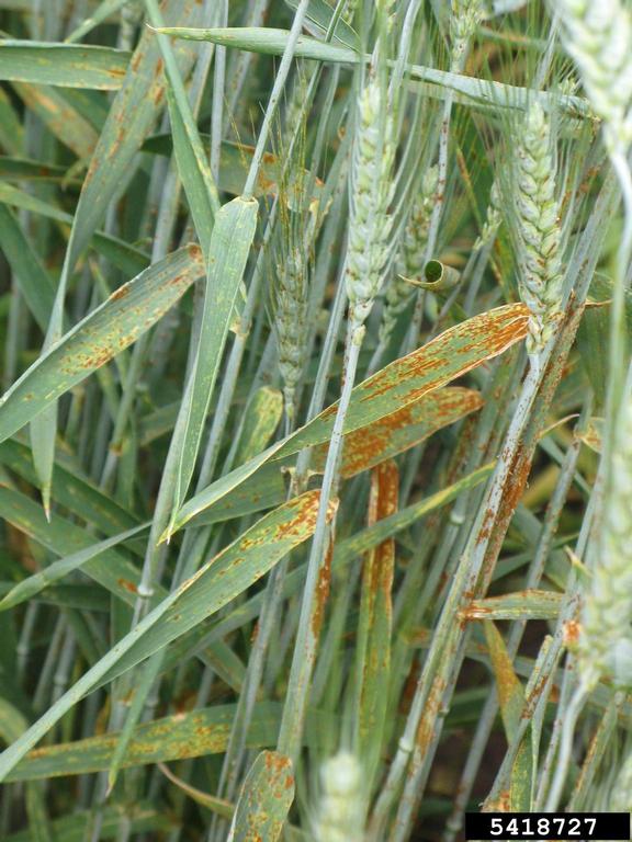 wheat stem rust (Puccinia graminis)