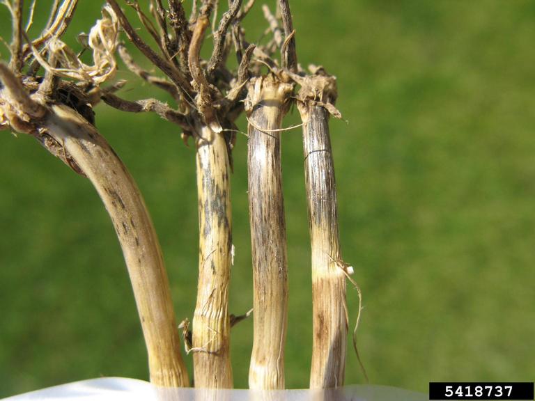 take-all root rot (Gaeumannomyces graminis var. tritici J. Walker)