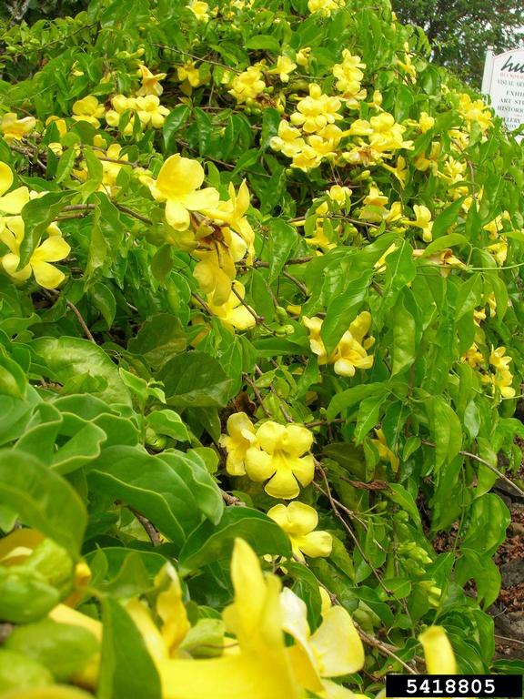 catclaw-vine (Macfadyena unguis-cati (L.) A.H. Gentry)
