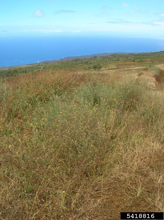 Malta starthistle (Centaurea melitensis)