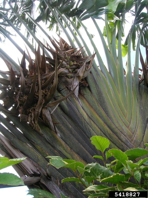 traveler's tree (Ravenala madagascariensis Sonnerat)