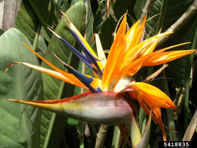 bird-of-paradise (Strelitzia reginae Ait.)