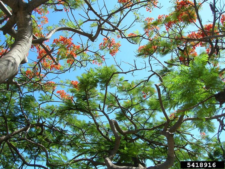 royal poinciana (Delonix regia)