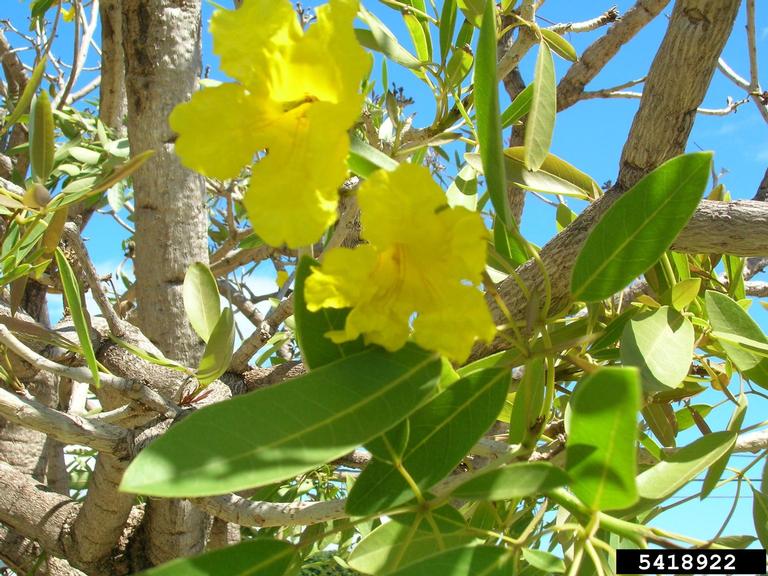 Caribbean trumpet-tree (Tabebuia aurea (Manso) Benth. & Hook. f. ex S ...