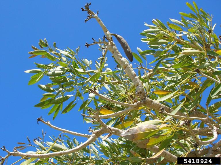Caribbean trumpet-tree (Tabebuia aurea)