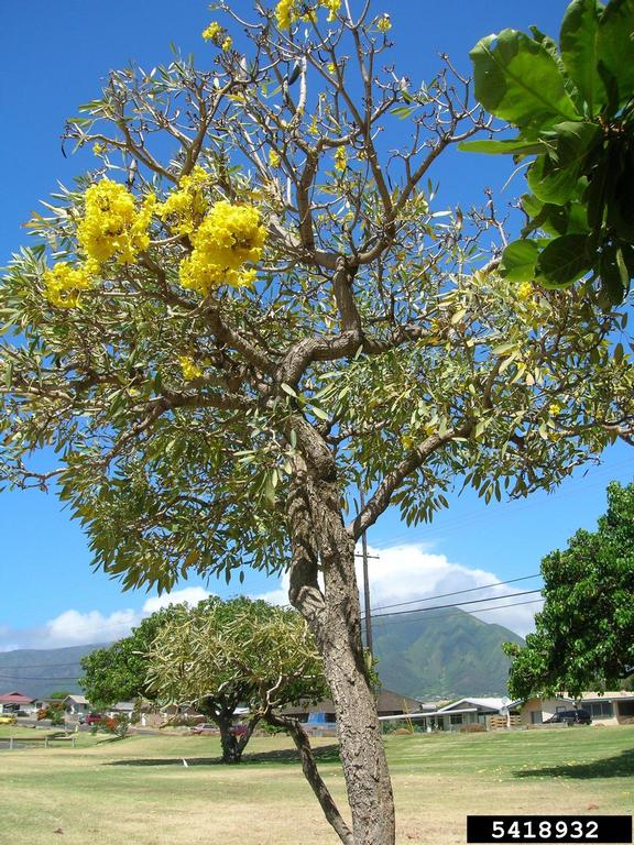 Caribbean trumpet-tree (Tabebuia aurea)