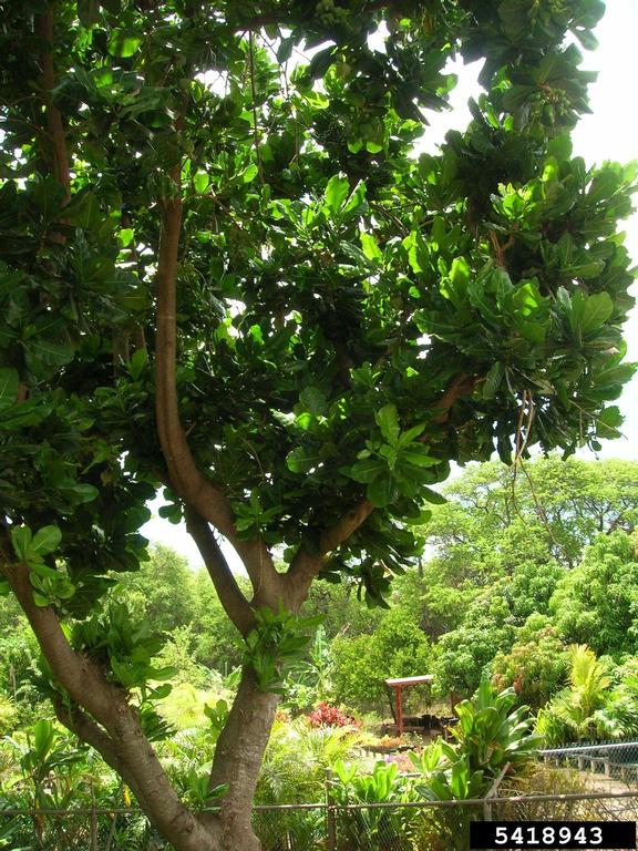 sea putat (Barringtonia asiatica)